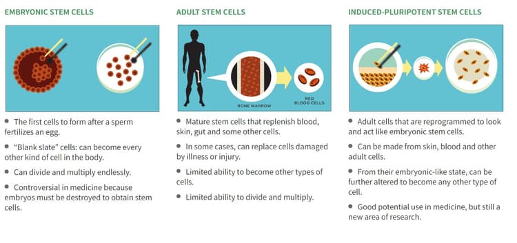 What Are Stem Cells? History, Treatment, and More | 1440 | 1440
